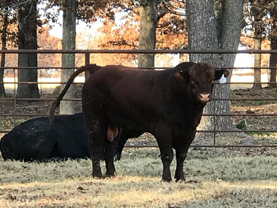 K & T Cattle Company