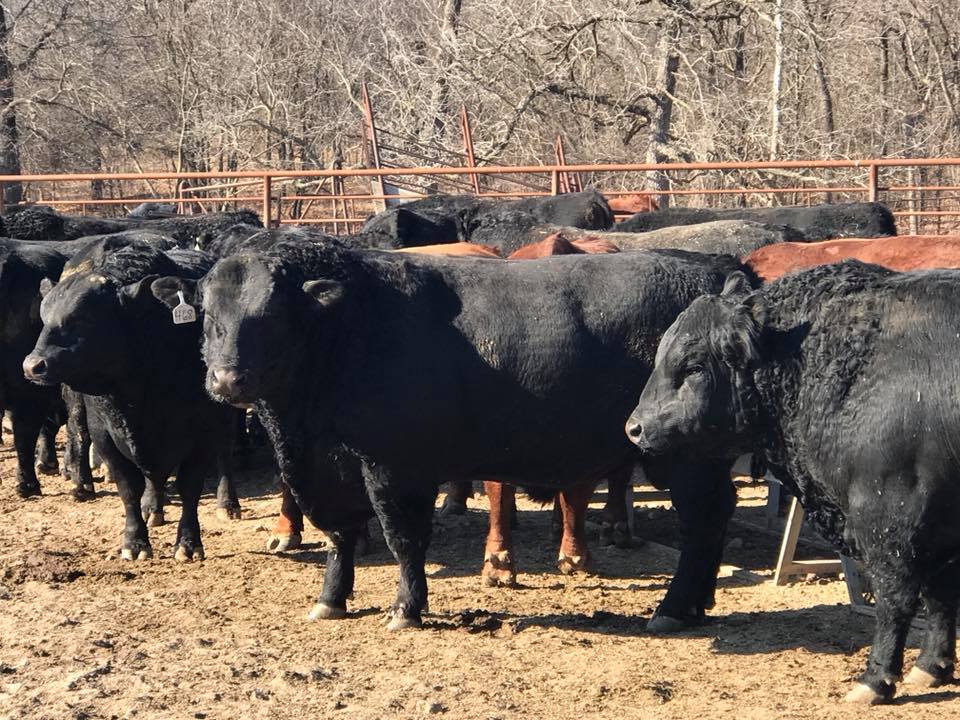 K & T Cattle Company