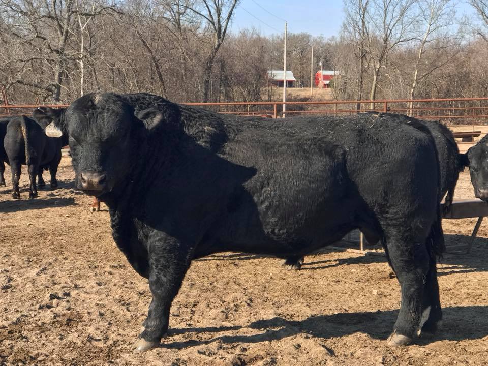 K & T Cattle Company