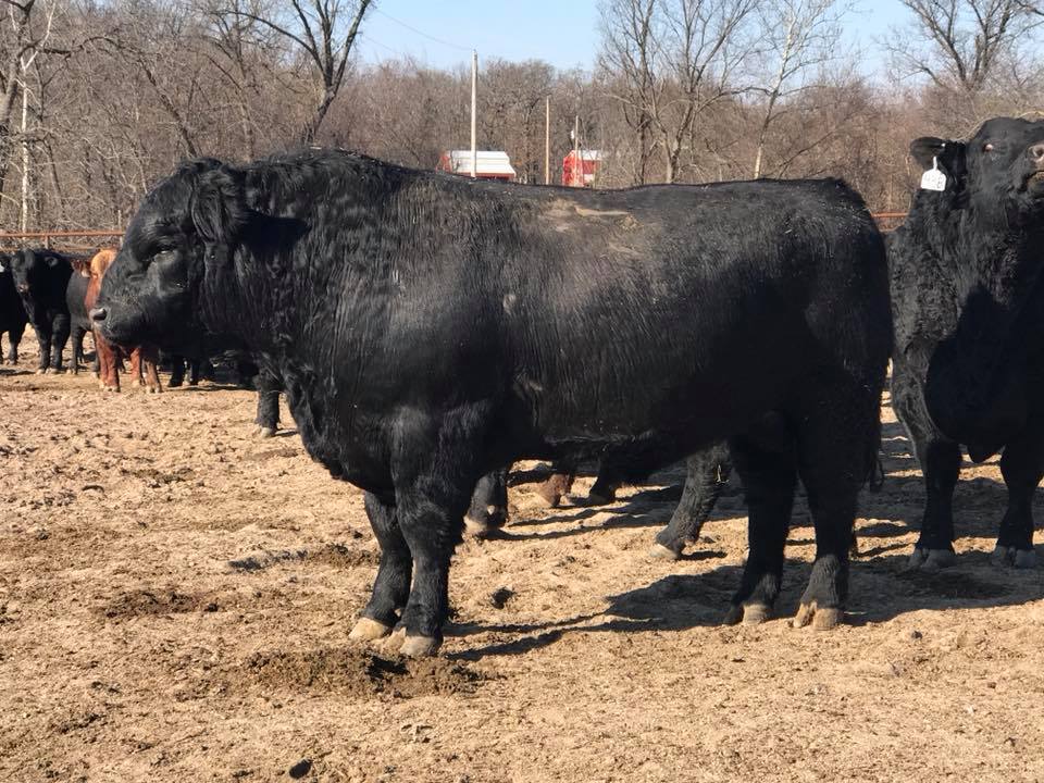 K & T Cattle Company