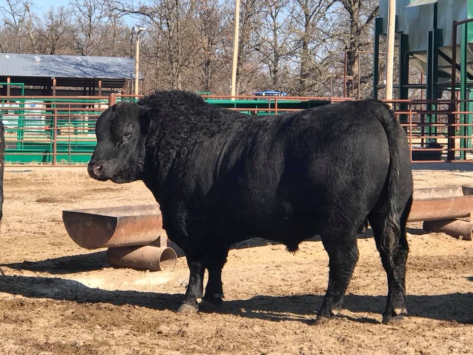 K & T Cattle Company