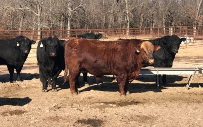 K & T Cattle Company