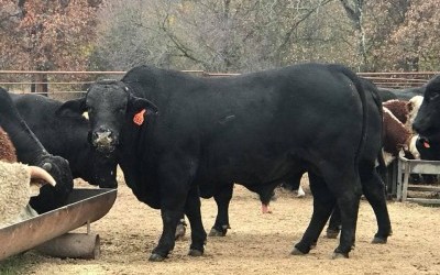 K & T Cattle Company